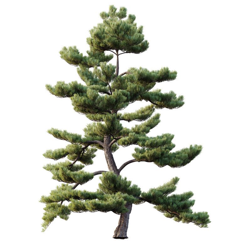 Деревья AV Pinus Bonsai Sylvestris Pine Parviflora Scotch Contorta ...