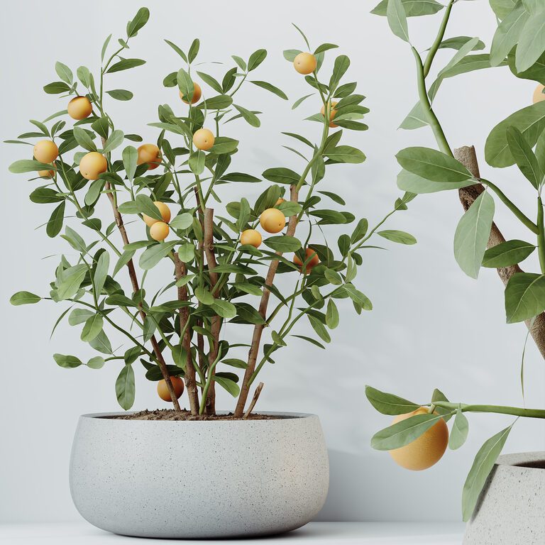 AV Indoor Plants Orange Palm Ficus Marginata Olive Set 410 (396316) 3D ...