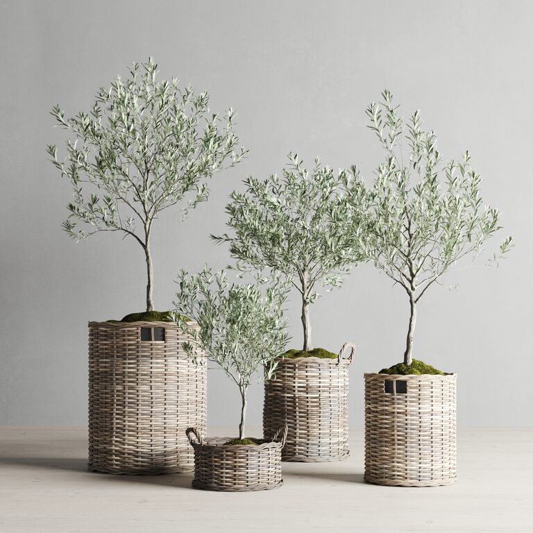 Olive trees wicker baskets (396350) 3D model - Download 3D model Olive ...
