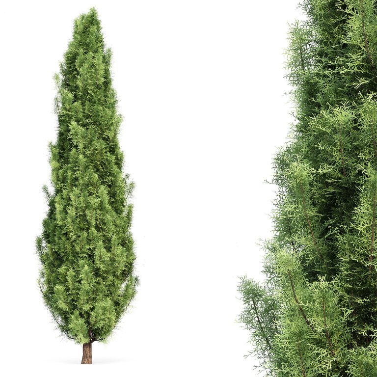 AV Spruce and Mediterranean Cypress 3 Trees (396699) 3D model ...