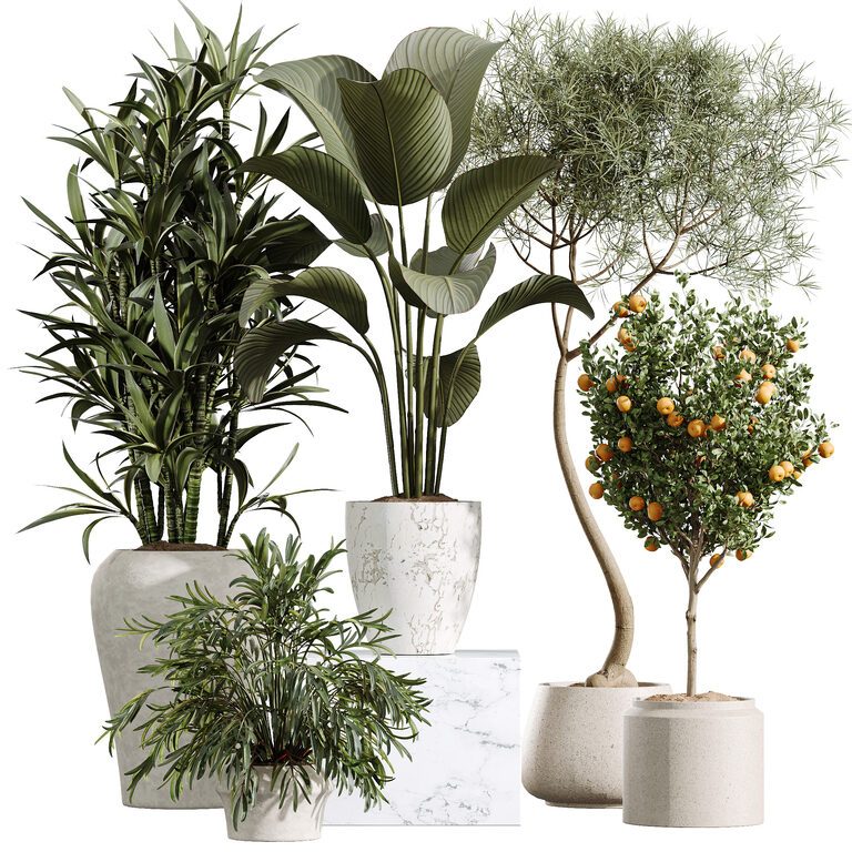 AV Indoor Plants Orange Tree Calathea Lutea Ficus Marginata Areca Palm ...