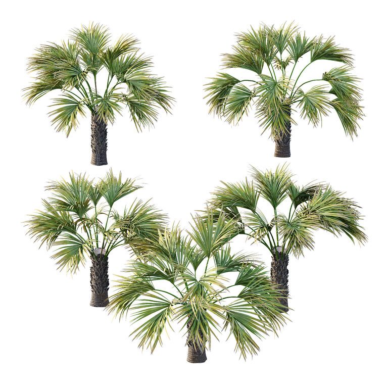 Washingtonia Robusta Palm Tree 04 (397329) 3D model - Download 3D model ...