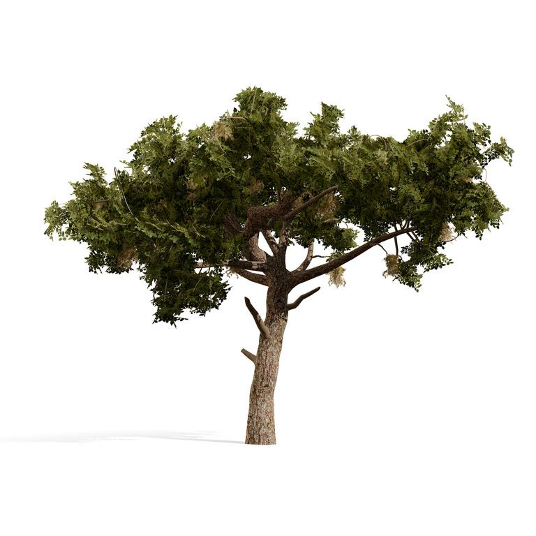 Arabian Charcoal Tree Pack (397436) 3D model - Download 3D model ...
