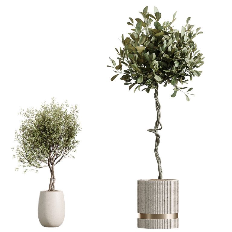 AV Indoor Plants Ficus lyrata Areca Cat Reed Palm Ficus Elastica Olive ...