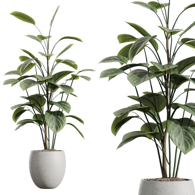 Комнатные растения AV Ficus lyrata Areca Cat Reed Palm Ficus Elastica ...