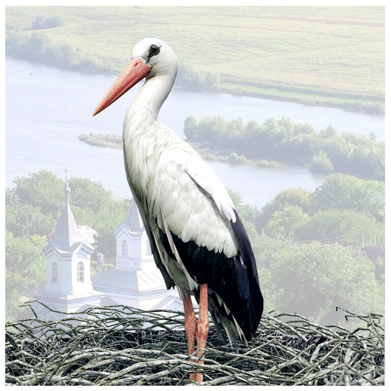 Fauna 3D models - Download 3D models | 3d-baza.com