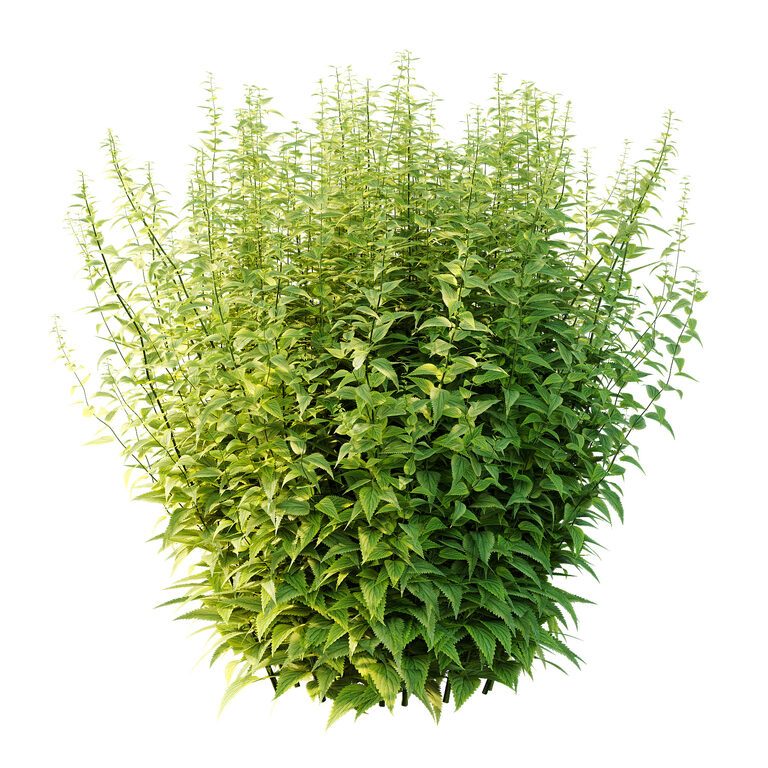 Common Nettle Urtica dioica Plant 04 (397891) 3D model - Download 3D ...