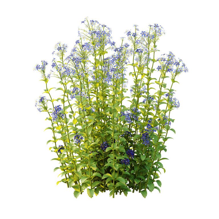 Borago officinalis Plants 01 (397912) 3D model - Download 3D model ...