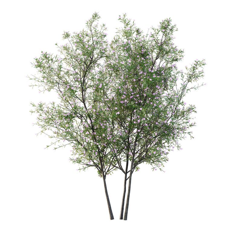 Nerium oleander pink tree 01 (397913) 3D model - Download 3D model ...