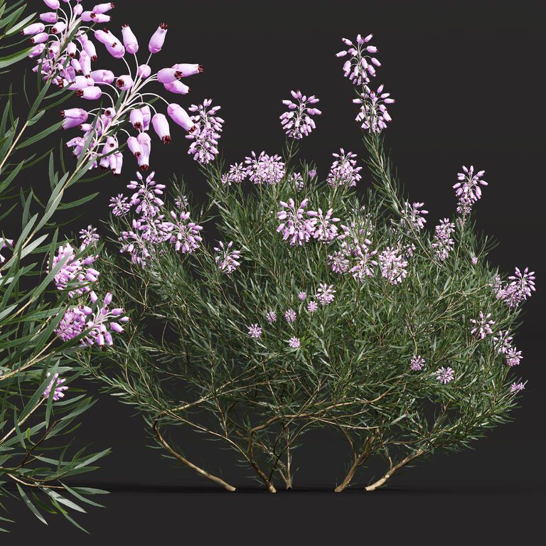 AV Nerium Oleander Laurier Kaner Rose Pink and Wild Erica Multiflora ...