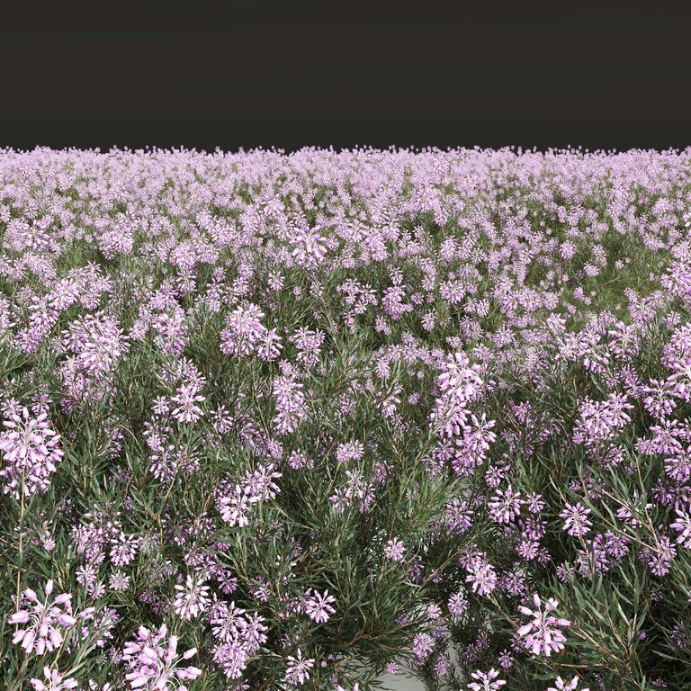 AV Nerium Oleander Laurier Kaner Rose Pink and Wild Erica Multiflora ...