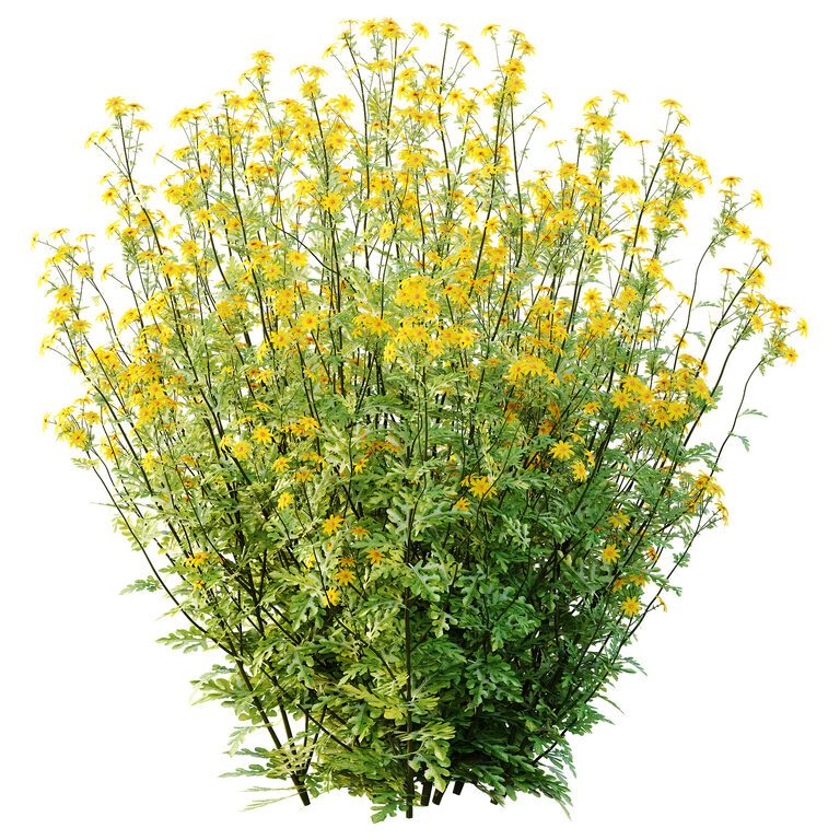 Senecio jacobaea wild flowers Tansy ragwort 04 (398448) 3D model ...