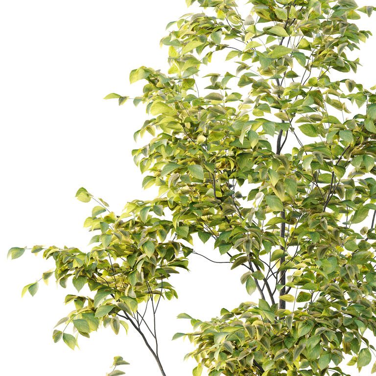 Chinese ash Tree Fraxinus chinensis 04 (399966) 3D model - Download 3D ...