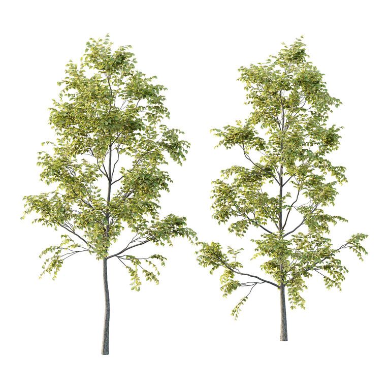 Chinese ash Tree Fraxinus chinensis 04 (399966) 3D model - Download 3D ...