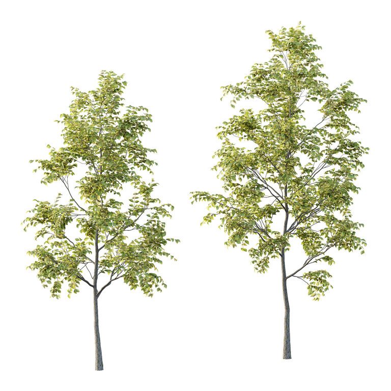 Chinese ash Tree Fraxinus chinensis 04 (399966) 3D model - Download 3D ...
