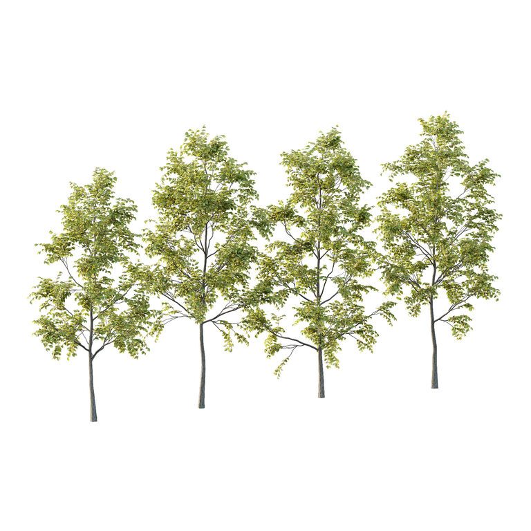 Chinese ash Tree Fraxinus chinensis 04 (399966) 3D model - Download 3D ...