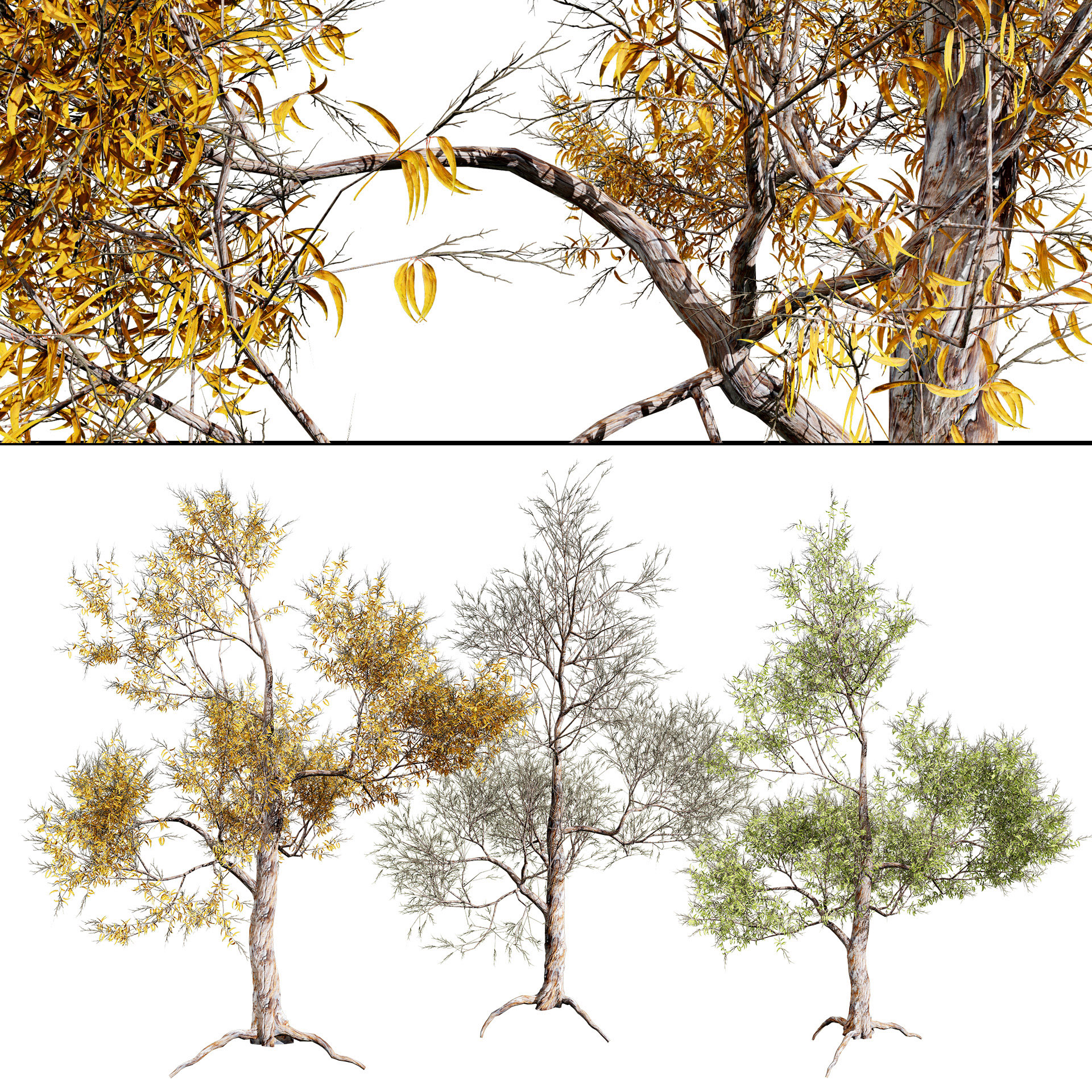 Realistic Gum Tree 3D Models (362204) 3D model - Download 3D model ...